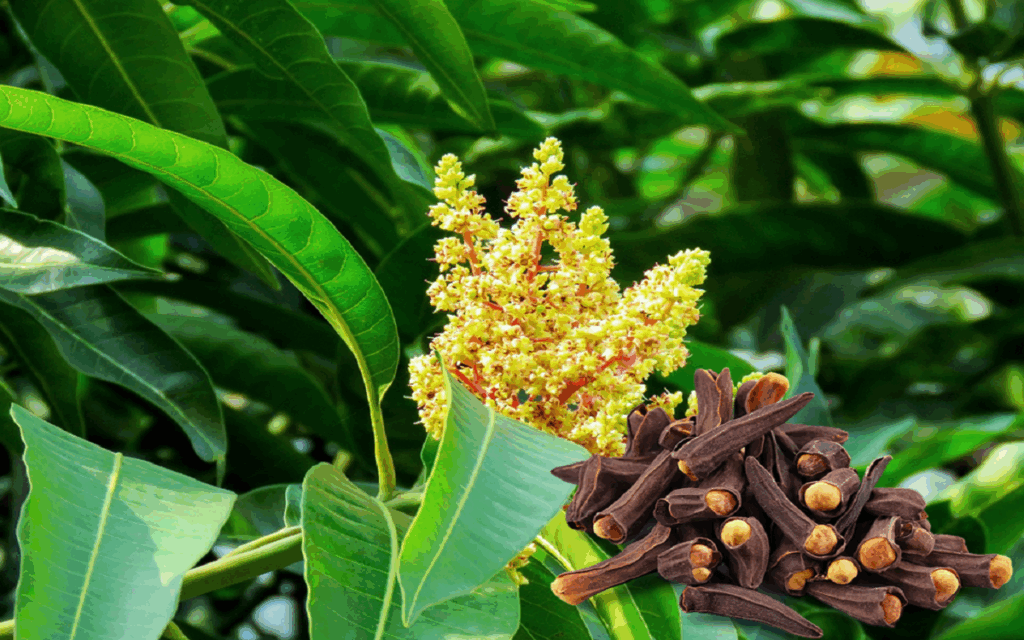 Infusión de hojas de mango y clavo: un remedio natural para regular el ...