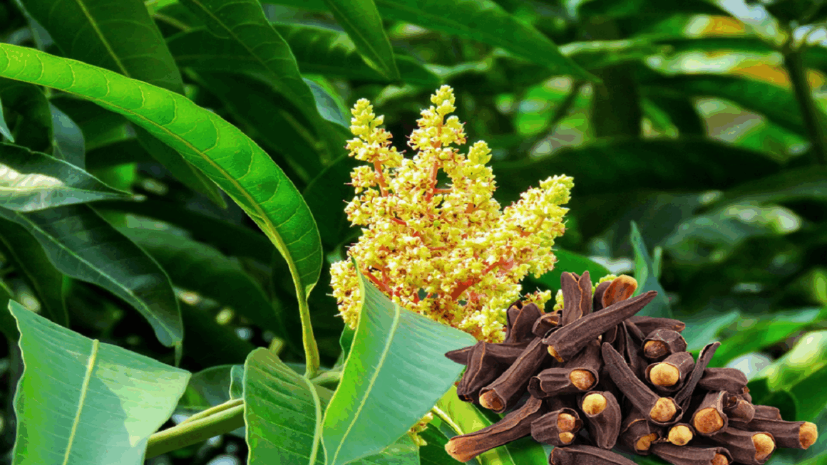 Infusión de hojas de mango y clavo: un remedio natural para regular el ...